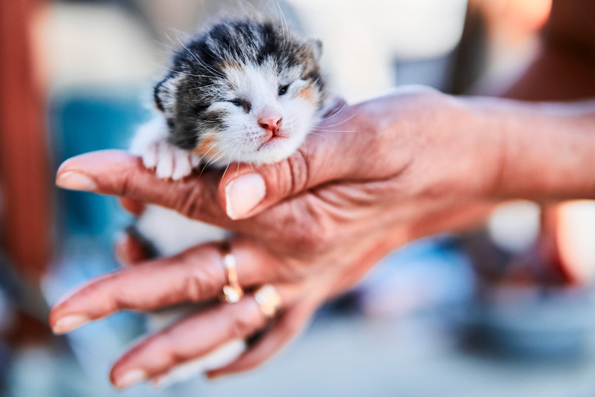 The Evergreen Estate Elevates Your Eco Lifestyle with Pets Through ...